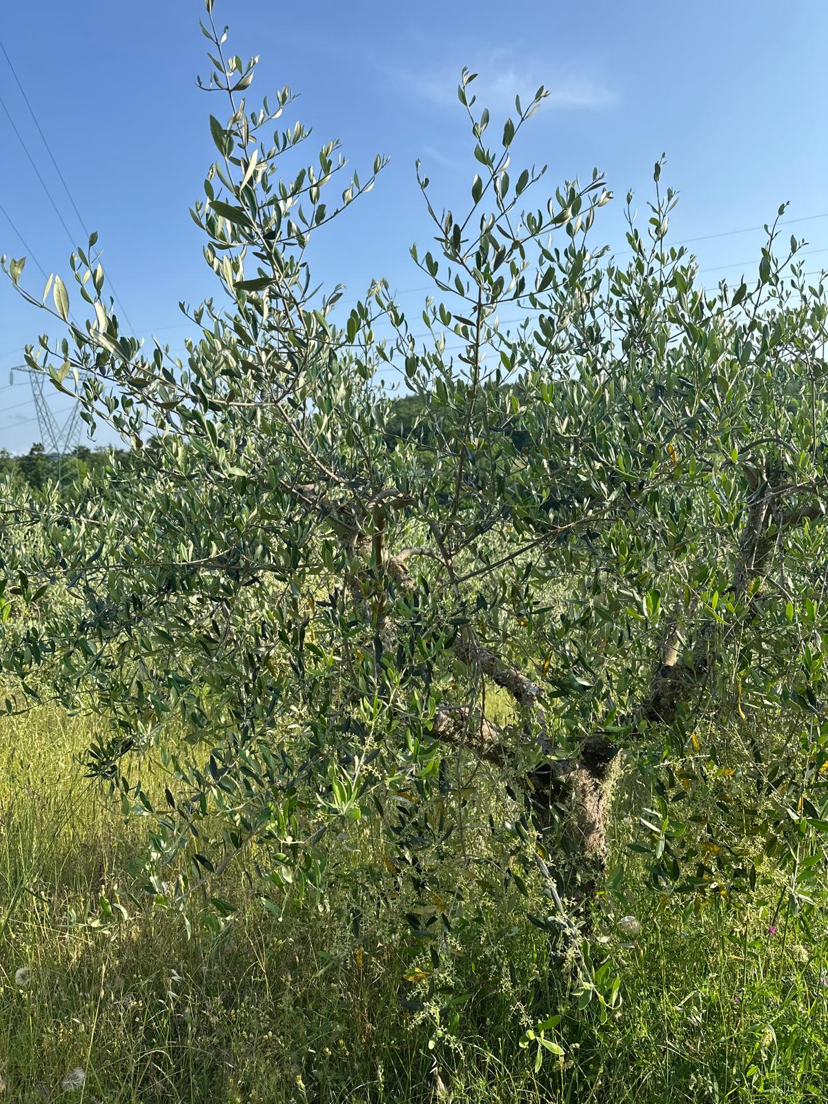 Letters From The Olive Grove